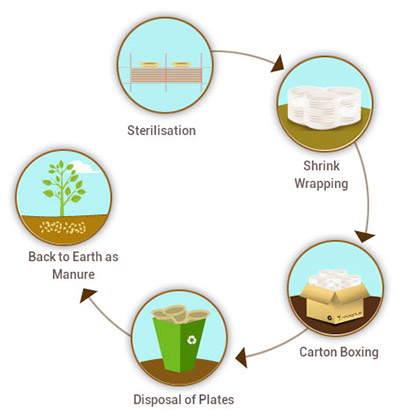 Eco-friendly Areca Leaf Plates - Manufacturing Process
